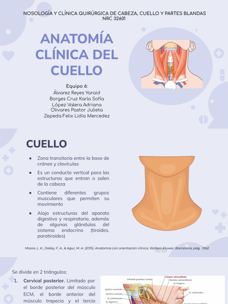 Anatomía de Cuello | PDF | Laringe | Tiroides