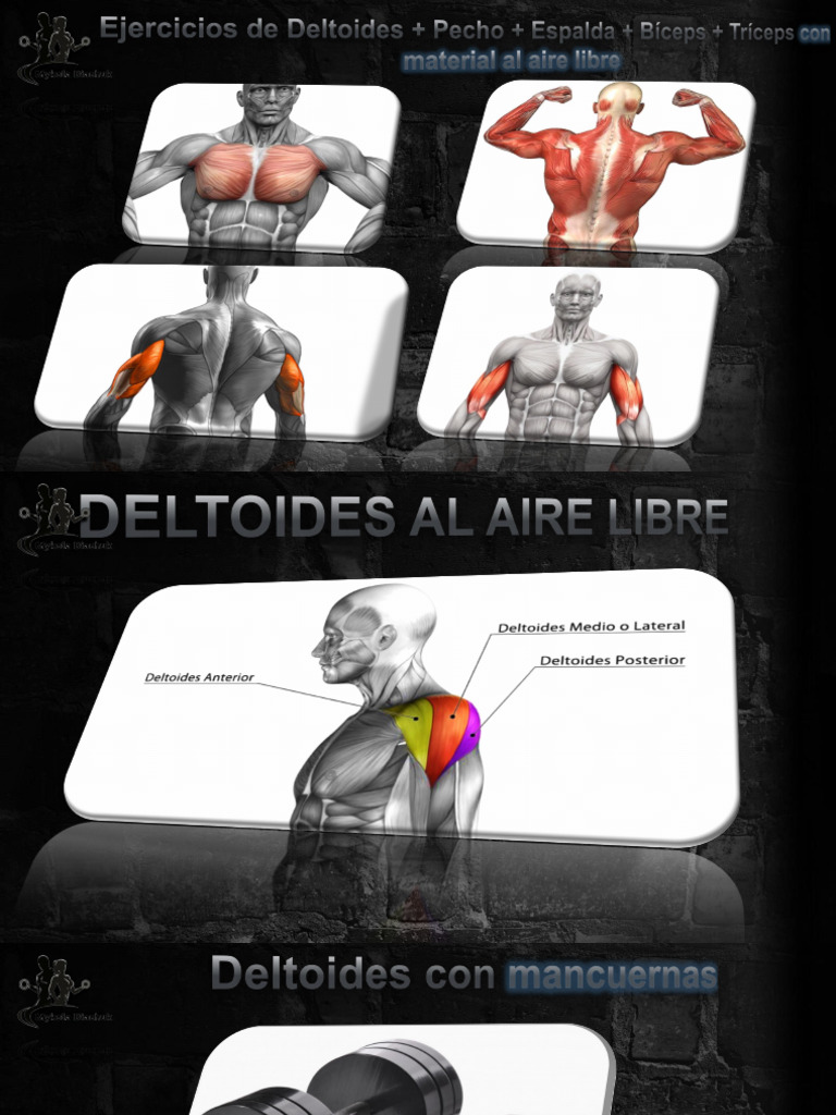 Ejercicios +Deltoides+Pecho+Espalda+Biceps+Tríceps (Guía de Ejercicios) PDF | PDF