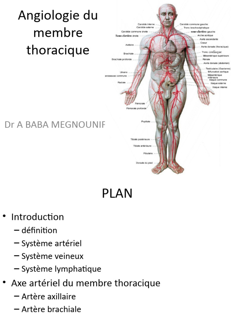 Angiologie du membre thoracique | PDF | Bras | Main