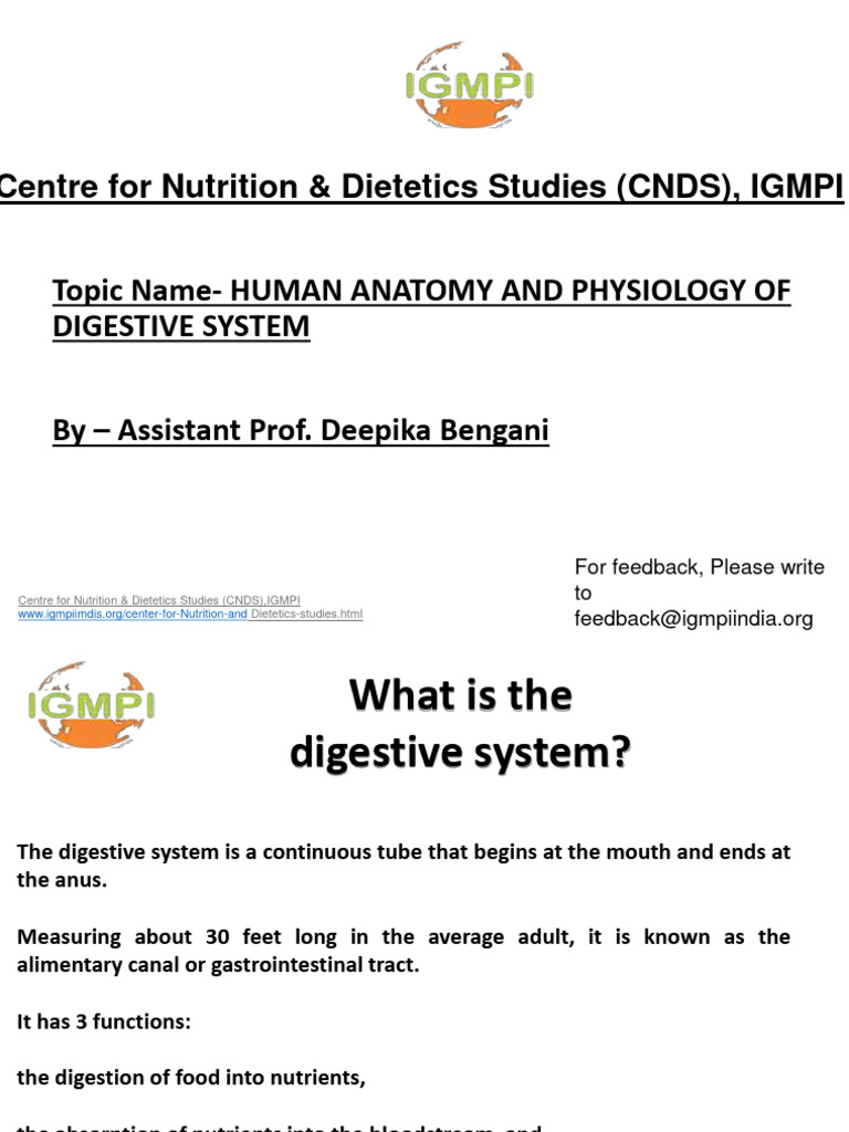 Anatomy Digestive System | PDF