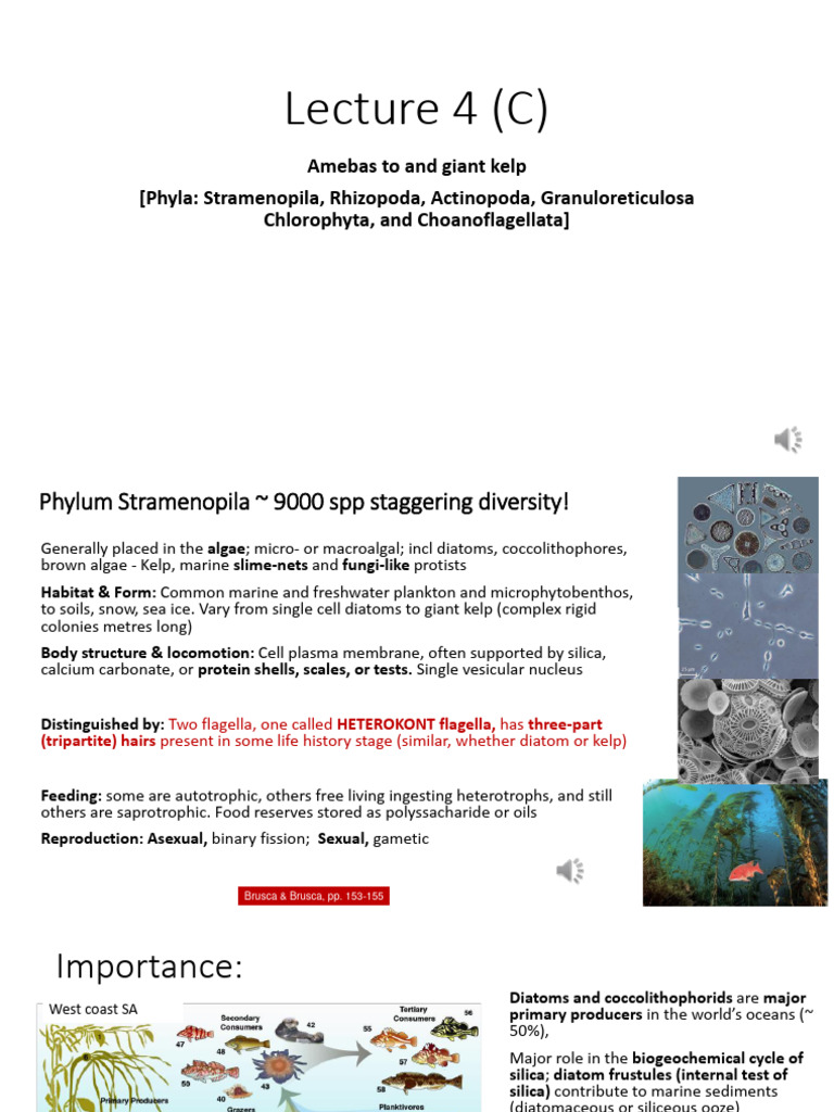 Lecture 5 - (Lecture 4C) Amebas To Giant Kelp | PDF | Sponge | Biology