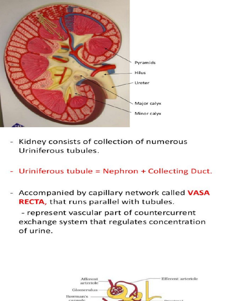 Kidney Histol | PDF