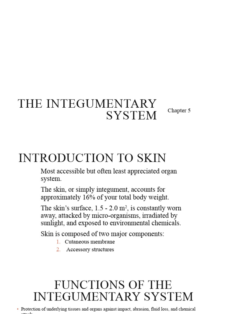 Chapter 5 PowerPoint | PDF | Integumentary System | Skin