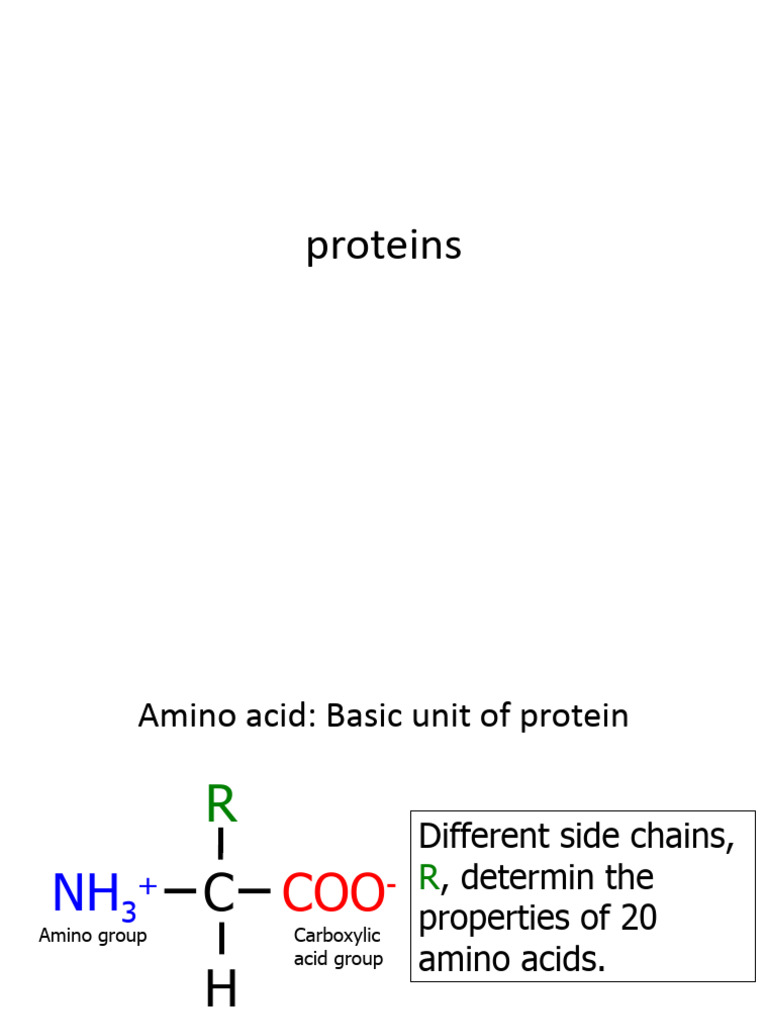 Proteins | PDF | Protein Structure | Amino Acid