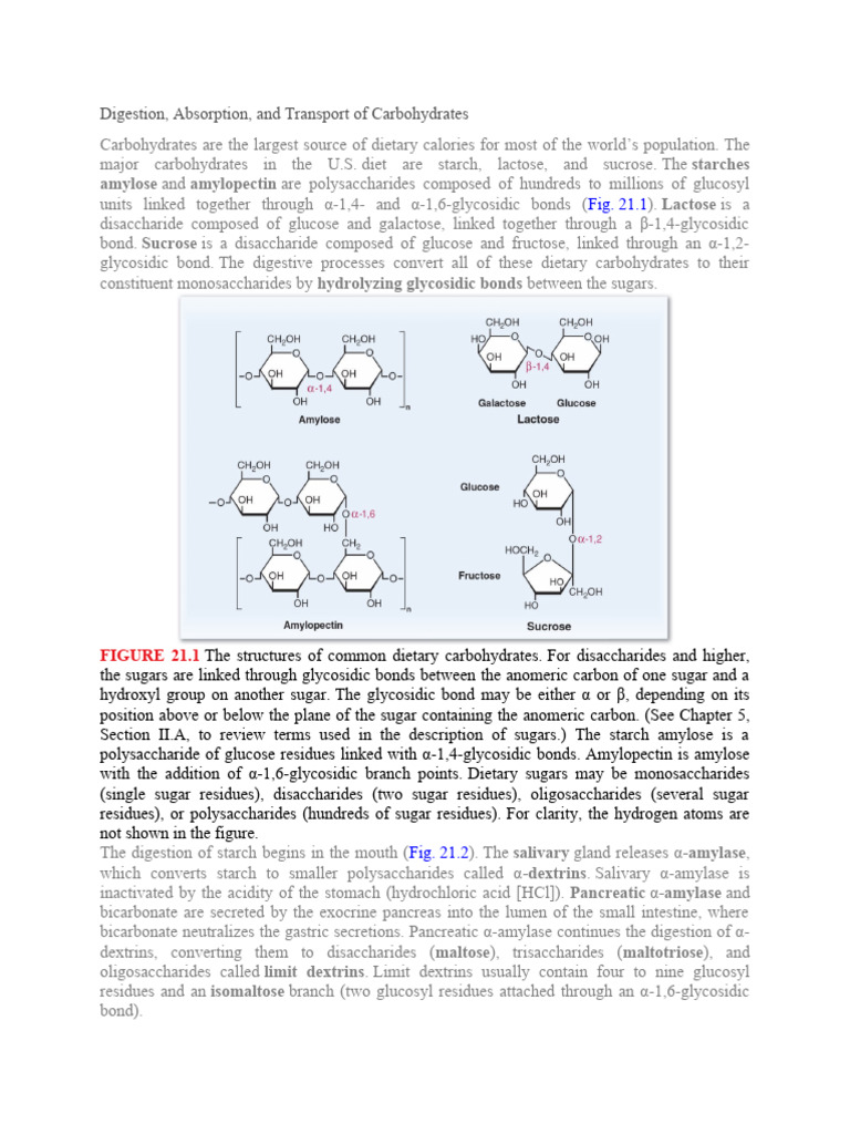 Part Of Digestion Pdf
