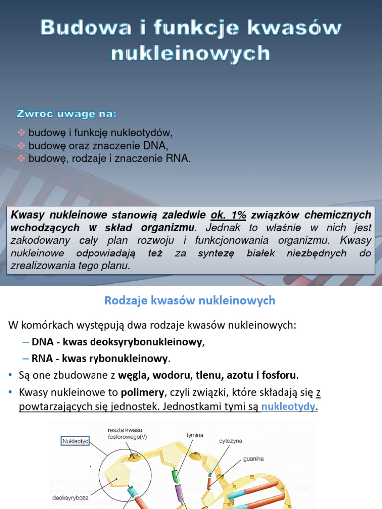 10 - Budowa I Funkcje Kwasów Nukleinowych | PDF