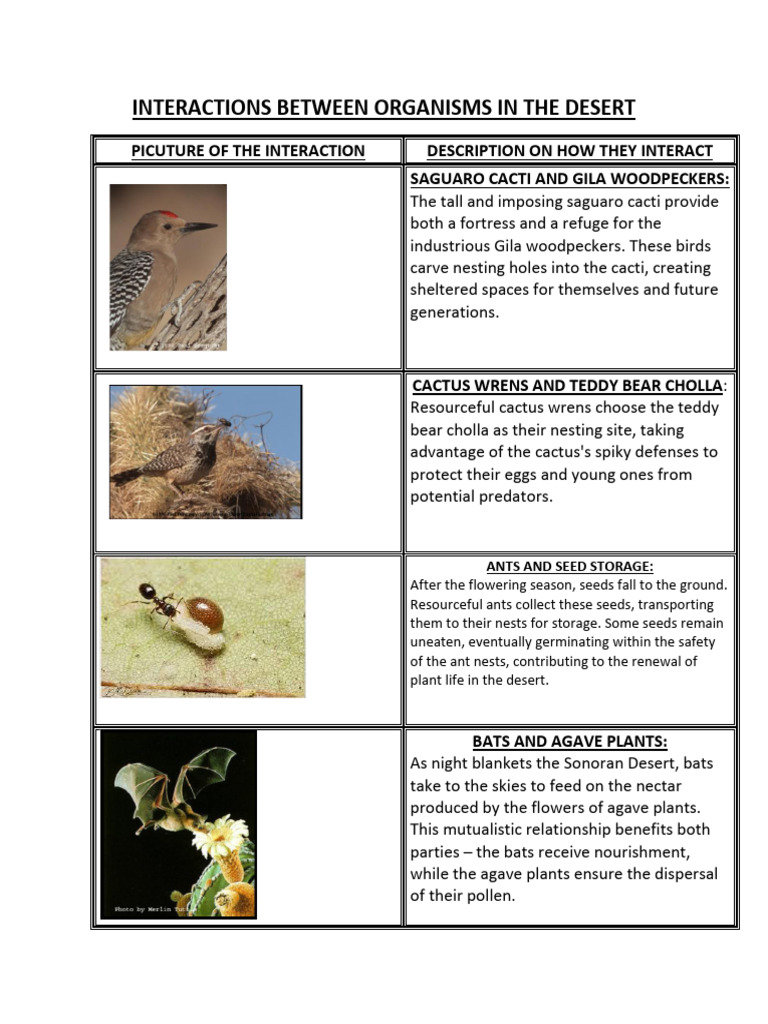 Interactions Between Organisms in The Desert | PDF
