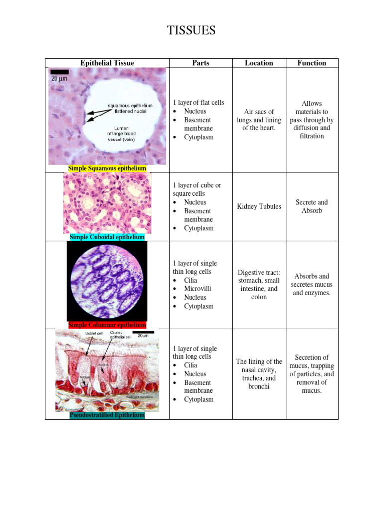 Tissues Parts Location Function | PDF | Epithelium | Connective Tissue