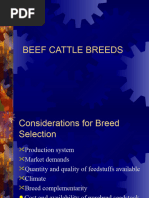 Characteristics of Beef Cattle Breeds | PDF | Cattle | Dairy Cattle
