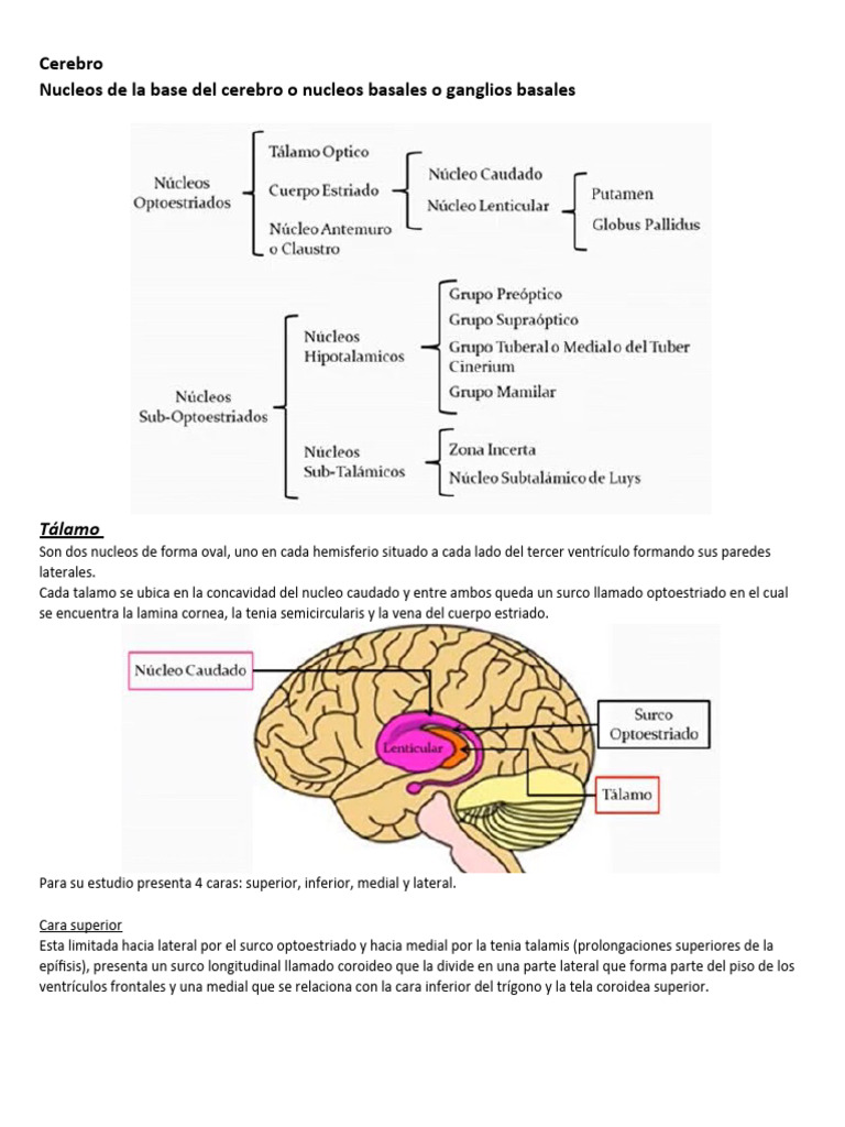 Cerebro Nucleos de La Base Del Cerebro | PDF | Hipotálamo | Ganglios ...