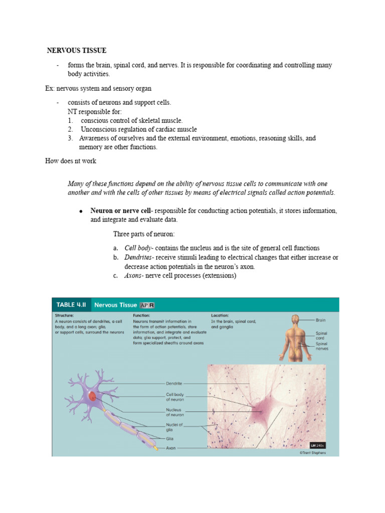 Scratch Reporting (AutoRecovered) | PDF | Action Potential | Epithelium