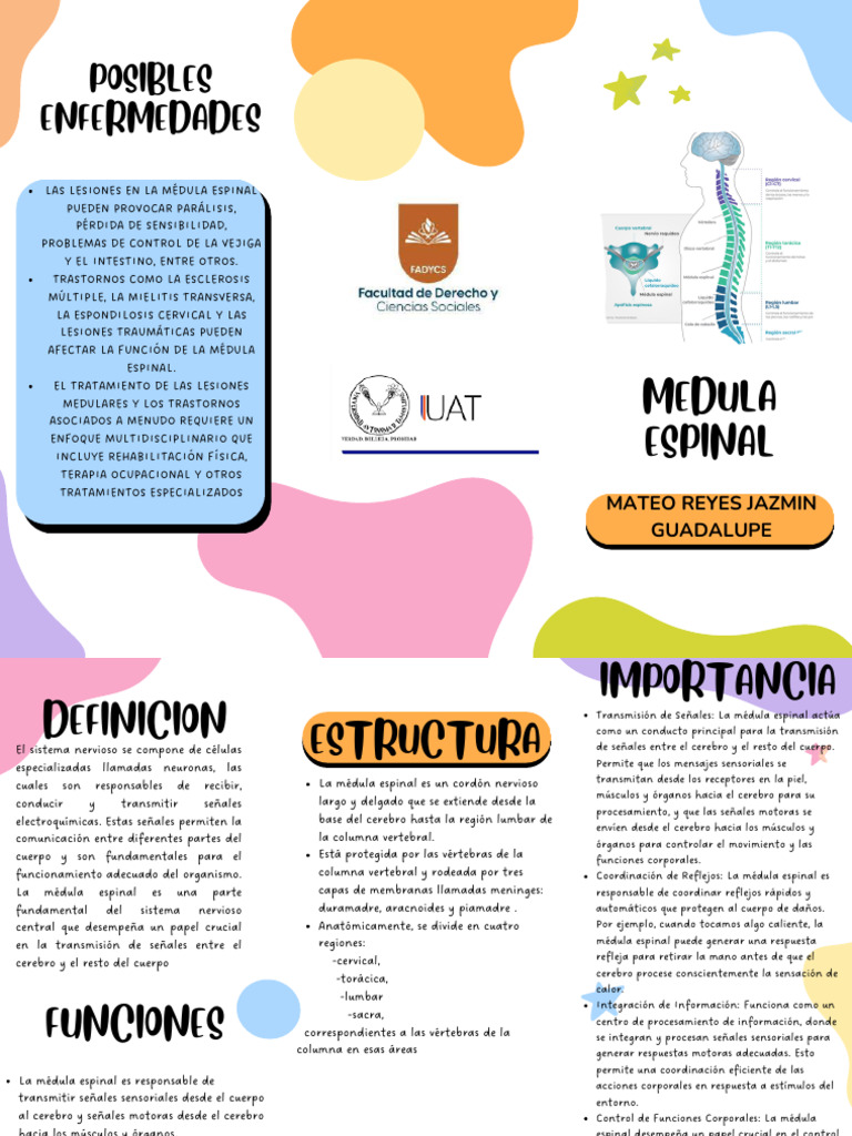 Triptico Medula Espinal | PDF | Cerebro | Médula espinal