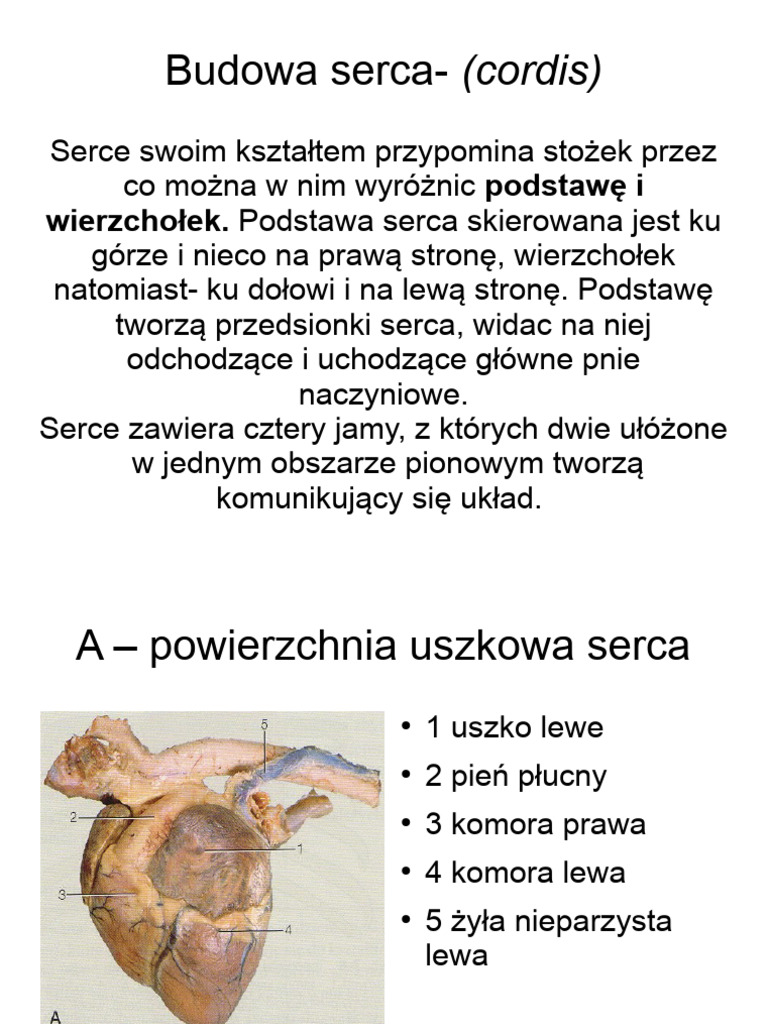 Budowa Serca | PDF