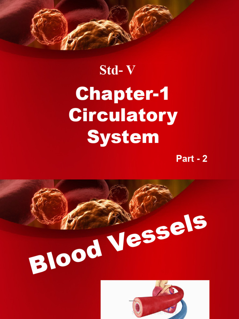 Ch.1 The Circulatory System Part 2 | PDF