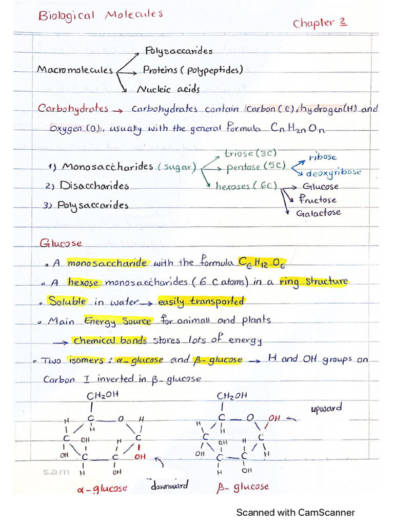 Biological Molecules & Enzyme | PDF