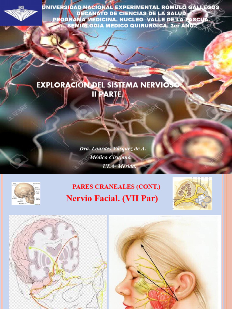 Exploración Del Sistema Nervioso II Parte | PDF Exploración Del Sistema Nervioso II Parte | PDF