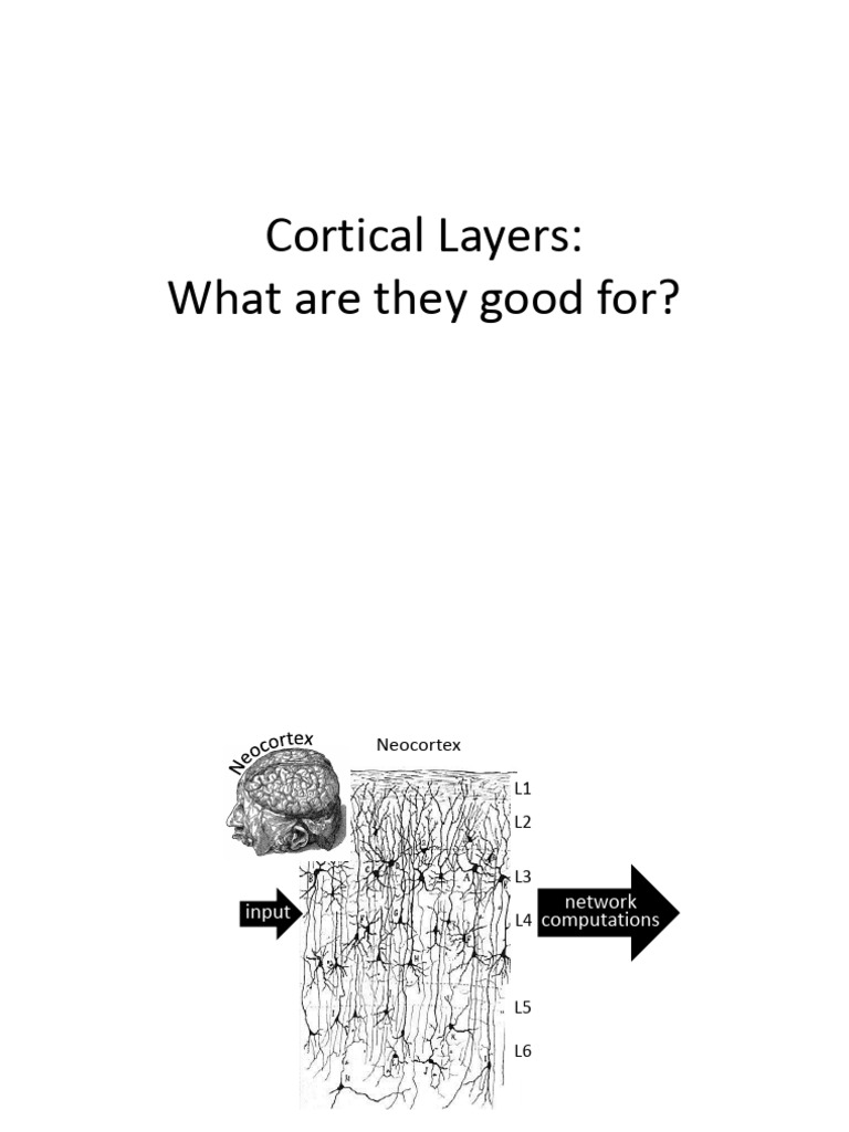 Cortical Layers What Are They Good For | PDF | Cerebral Cortex | Visual ...
