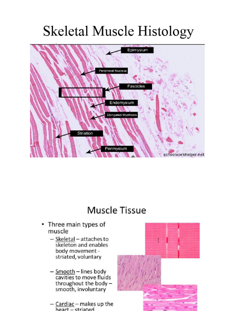 Lymph Node and Skeletal Muscle Histology | PDF