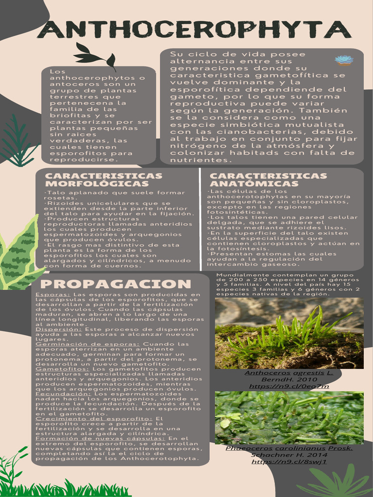 Grupo 2 - Anthocerophyta - NRC16980 - 202351 | PDF | Plantas ...