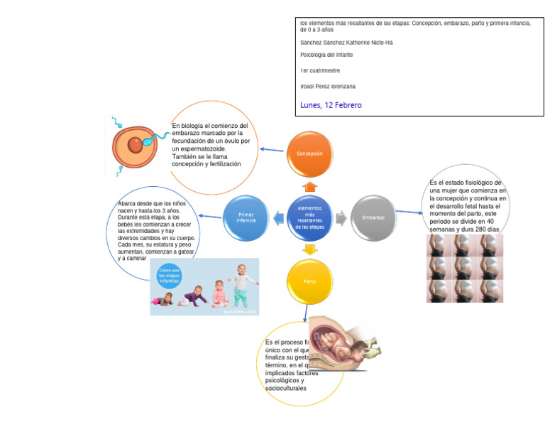 Fase Prenatal y Desarrollo Fetal | PDF | El embarazo | Desarrollo humano