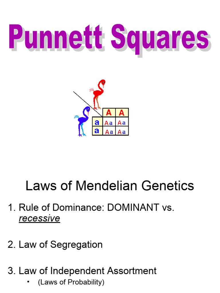 CH 6B Mendelian Genetics Punnett Squares | PDF | Dominance (Genetics ...