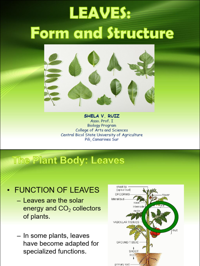 PMA Leaves | PDF