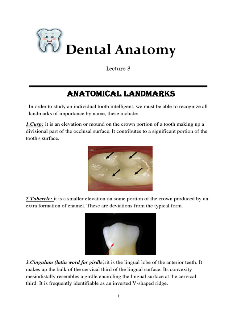 Lec 2 C Anatomical Landmarks | PDF | Dental Anatomy | Animal Anatomy