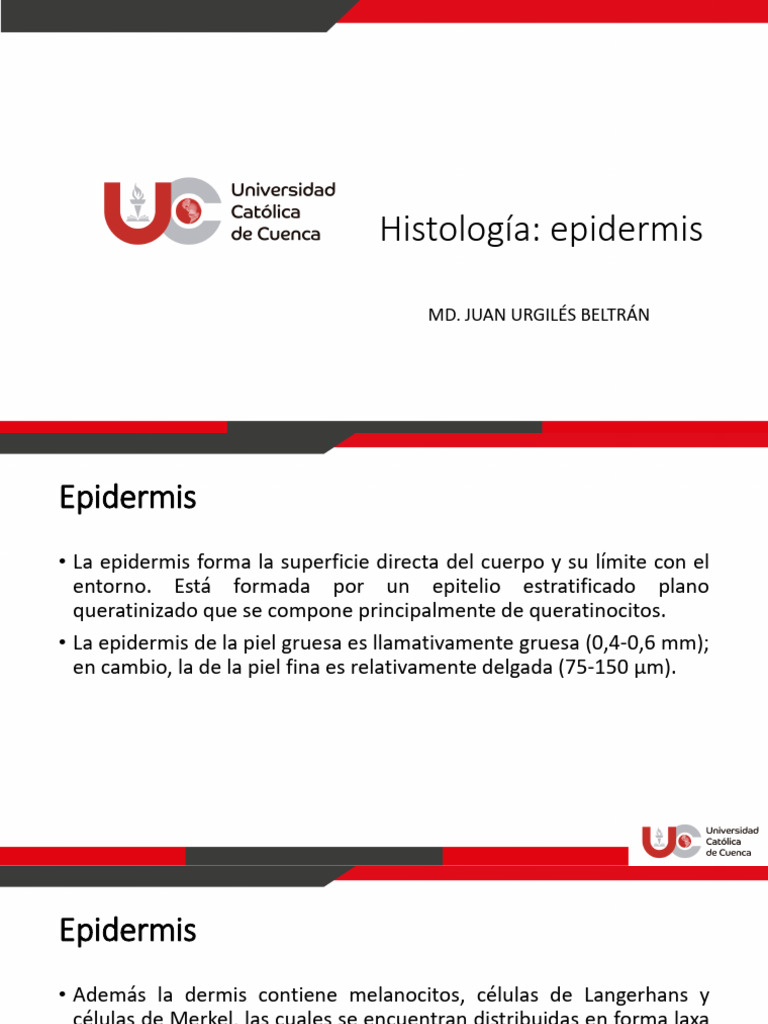 2 Epidermis | PDF | Epidermis | Piel