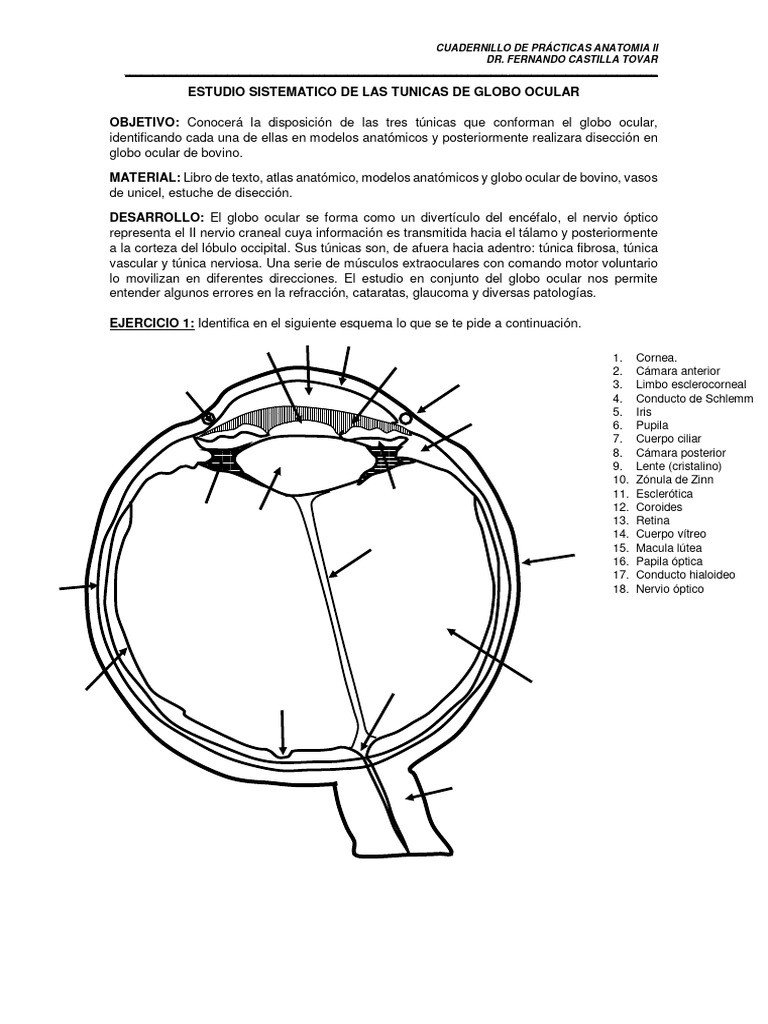Organos de Los Sentidos | PDF | Ojo humano | Oído