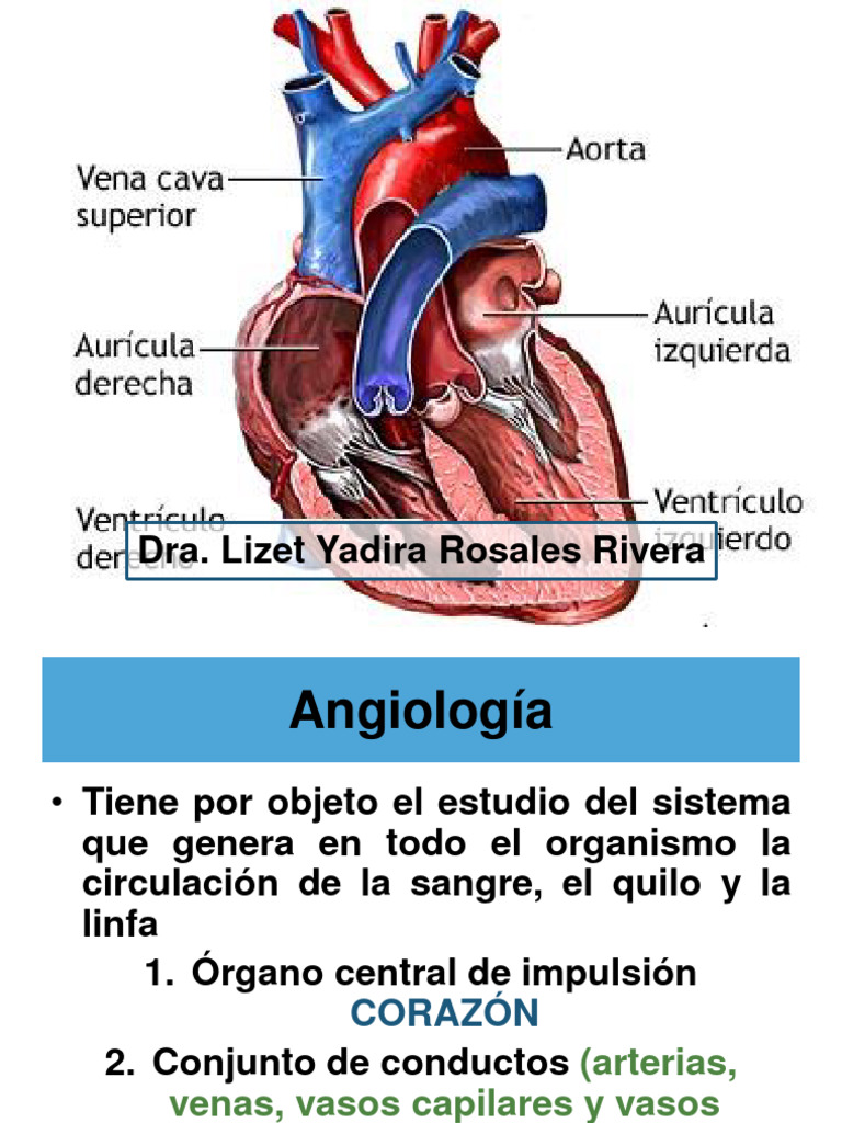 Anatomia y Fisiologia Del Corazon | PDF | Corazón | Electrocardiografia