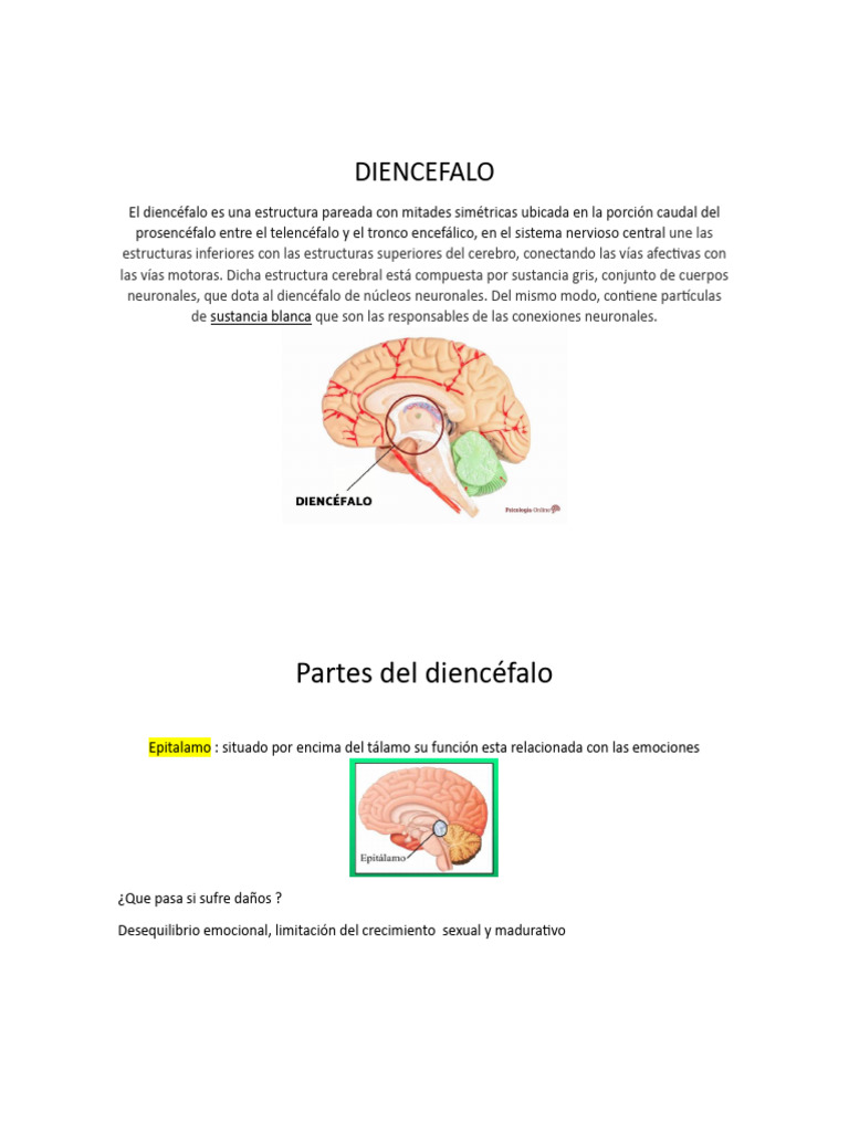 Estructura y Funciones del Diencéfalo | PDF | Hipotálamo | Cerebro