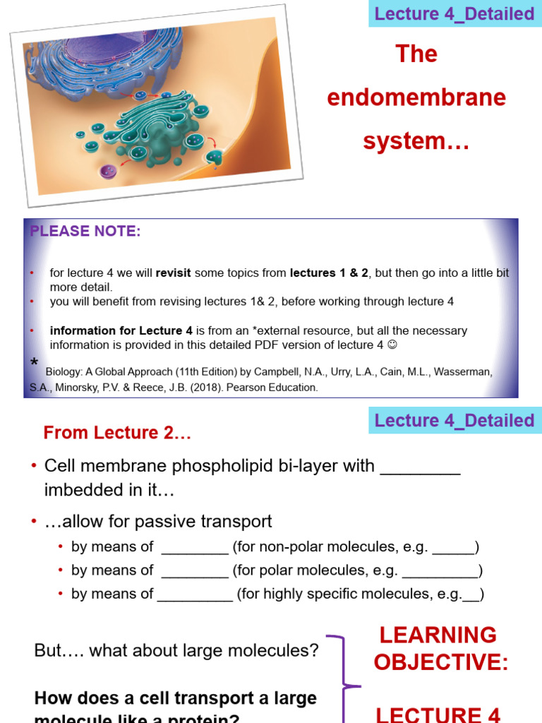 L4 the+Endomembrane+System | PDF | Endoplasmic Reticulum | Lysosome