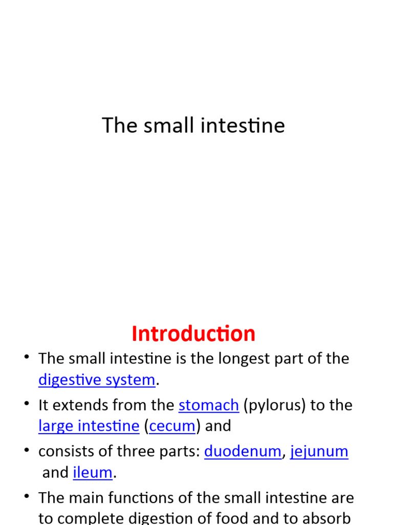 The Small Intestine-1 | PDF | Small Intestine | Gastrointestinal Tract