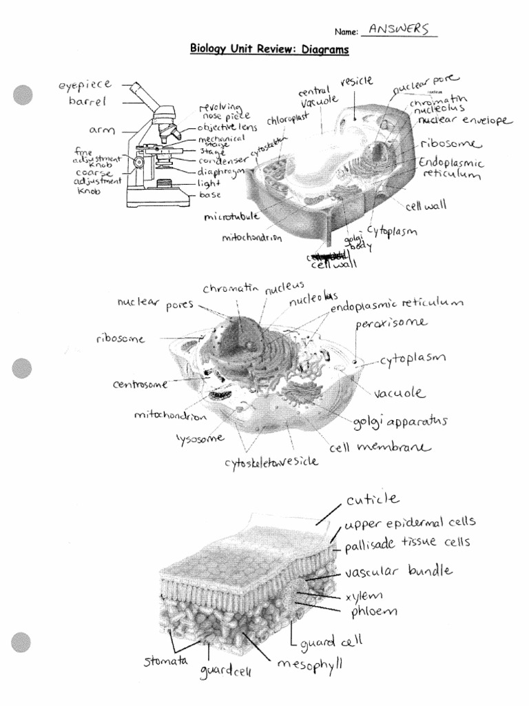 Bio Diagrams Answers | PDF