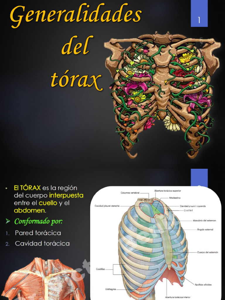 5 Generalidades - Torax | PDF