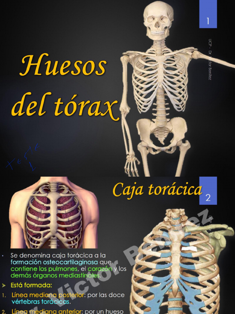7 Huesos Del Torax | PDF