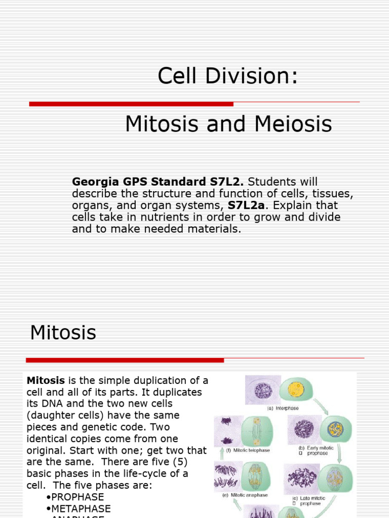Mitosis Meiosis | PDF | Meiosis | Mitosis