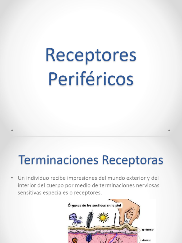 Tipos de Receptores Sensitivos Humanos | PDF | Nervio | Sistema ...