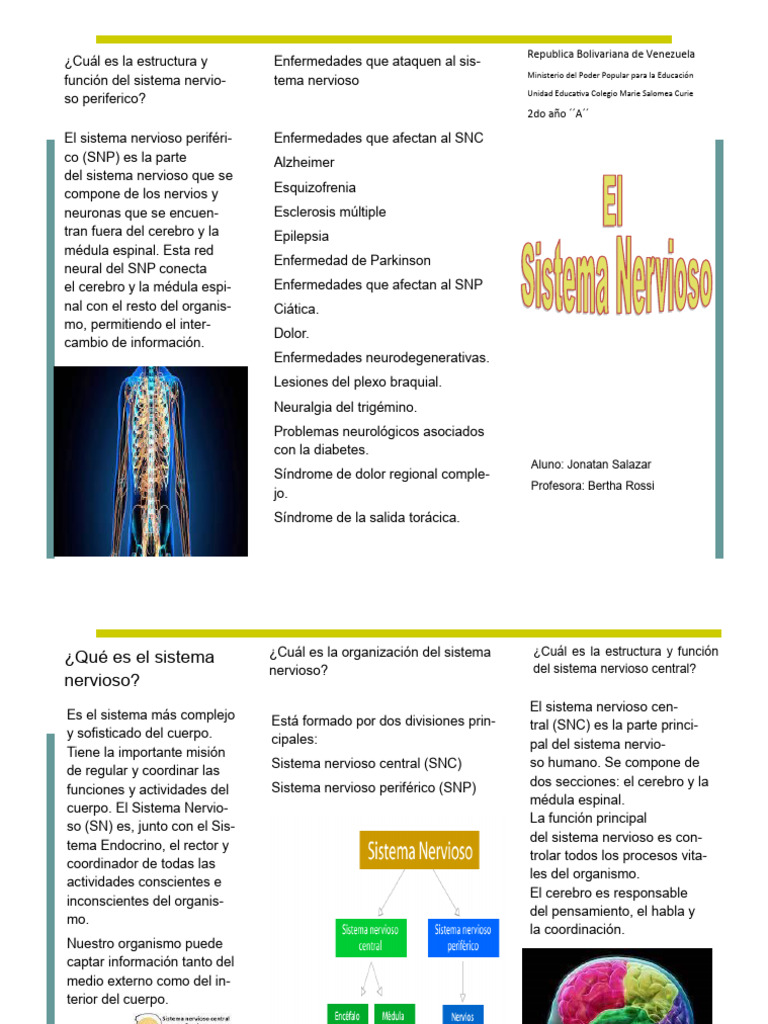 Triptico de El Sistema Nervioso | PDF | Nervio | Sistema nervioso