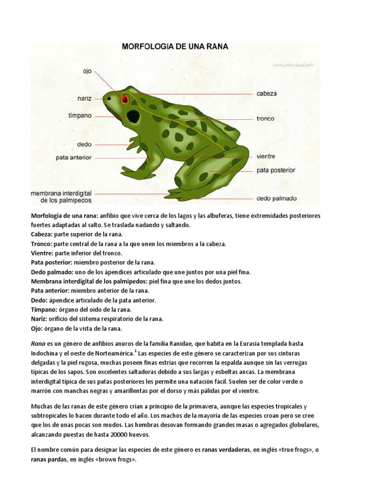 Morfologia de Una Rana | Descargar gratis PDF | Rana | Cita