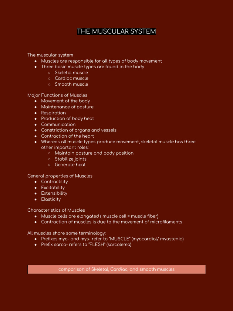 Anaphy - Muscular System | PDF | Muscle Contraction | Neuron