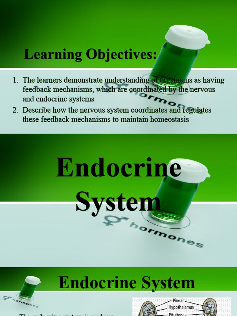 3 2 Endocrine System | PDF