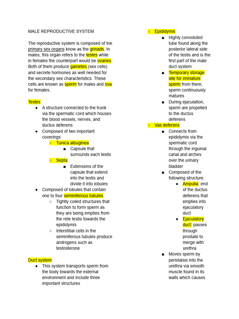 Male Reproductive System | PDF