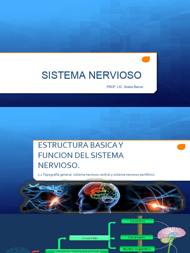 Sistema Nervioso | PDF
