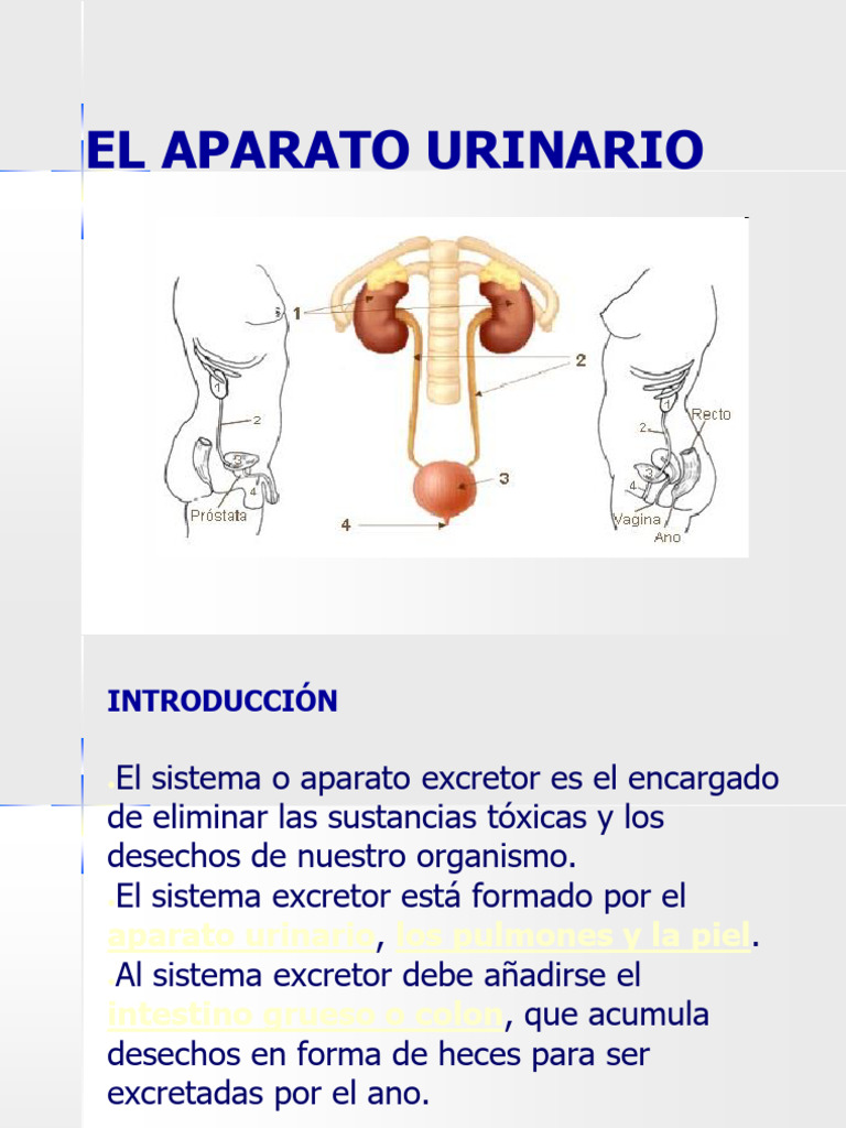 Excretor - Urinario | PDF | Riñón | Sistema urinario