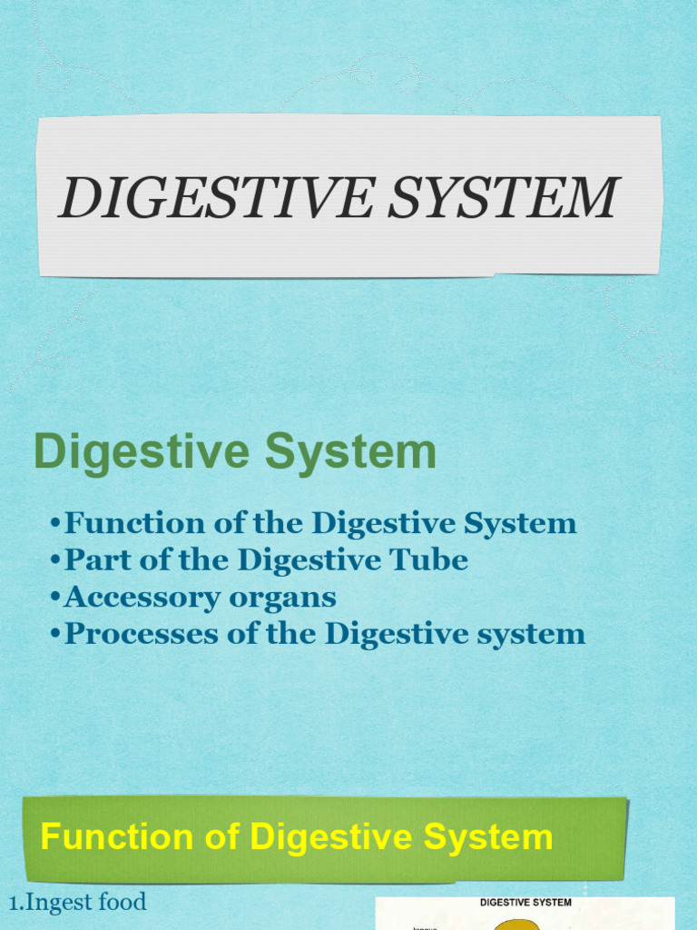 Digestive | PDF | Digestion | Stomach