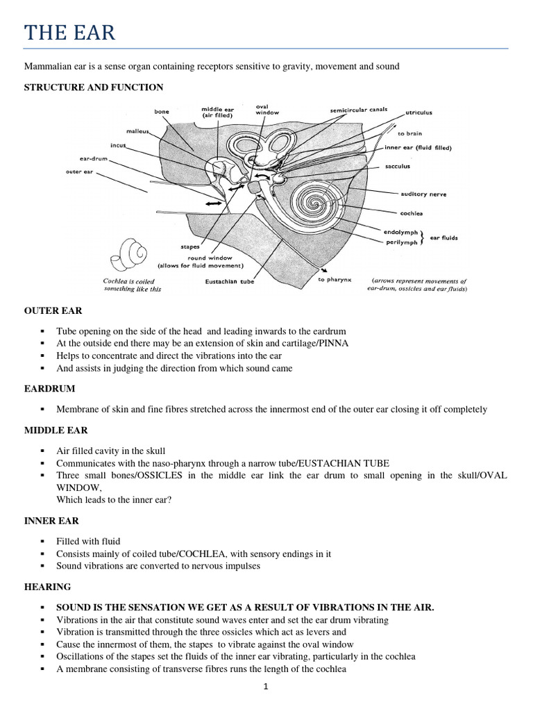 T3.9 The Ear | PDF | Ear | Senses