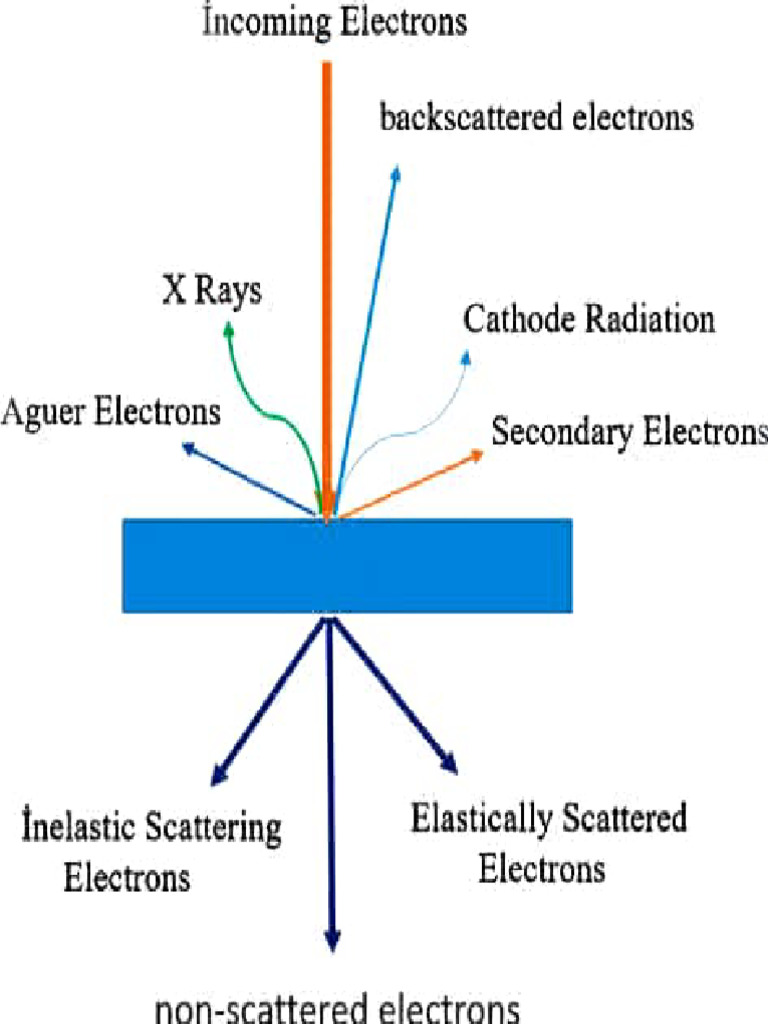 X Rays Aguer Electrons Secondary Electrons: Elastically Scattered | PDF | Energy Dispersive X ...