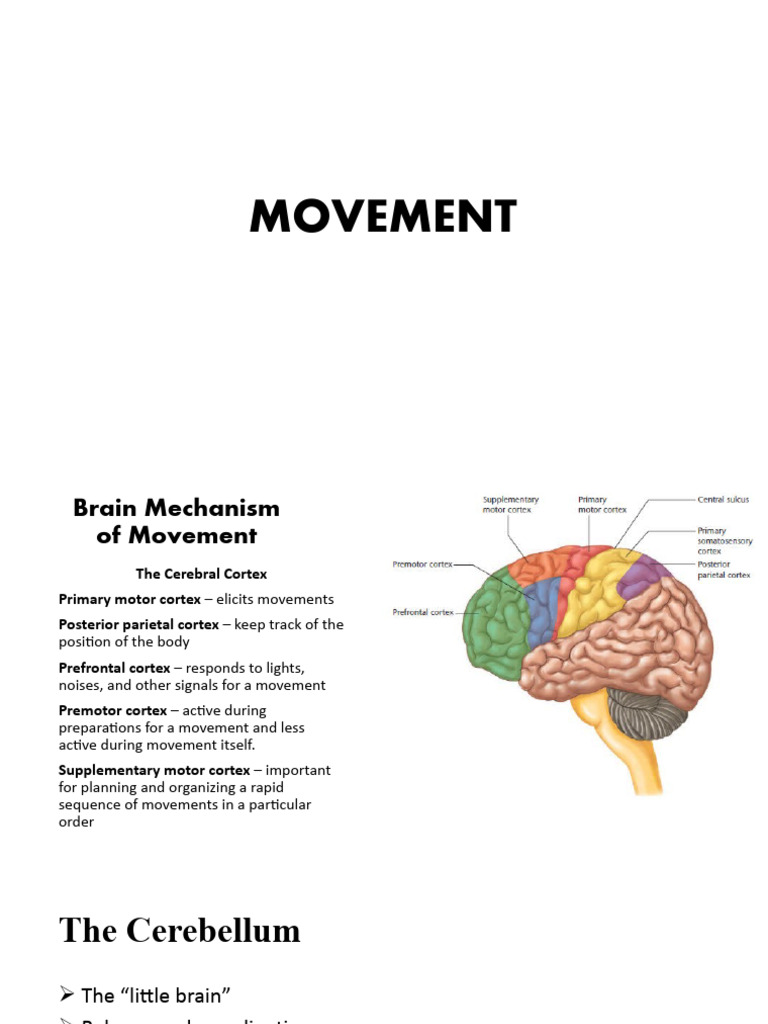 Brain Mechanisms of Movement and Disorders | PDF | Self-Improvement