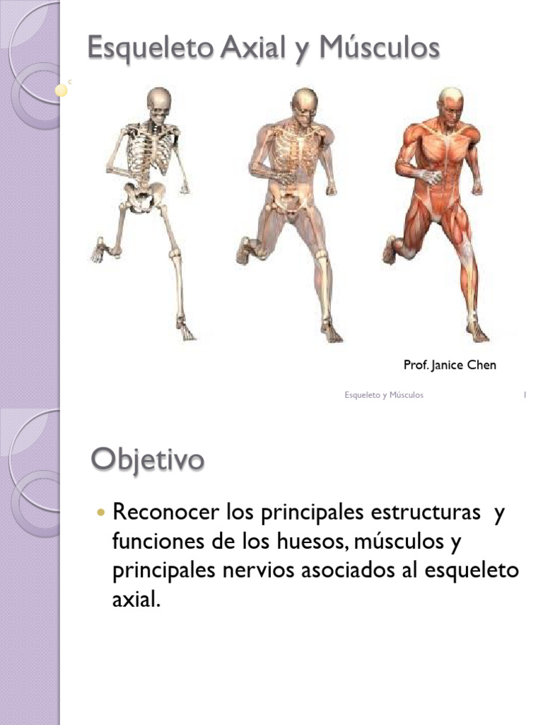 Músculos y Estructuras del Esqueleto Axial | PDF | La columna vertebral ...